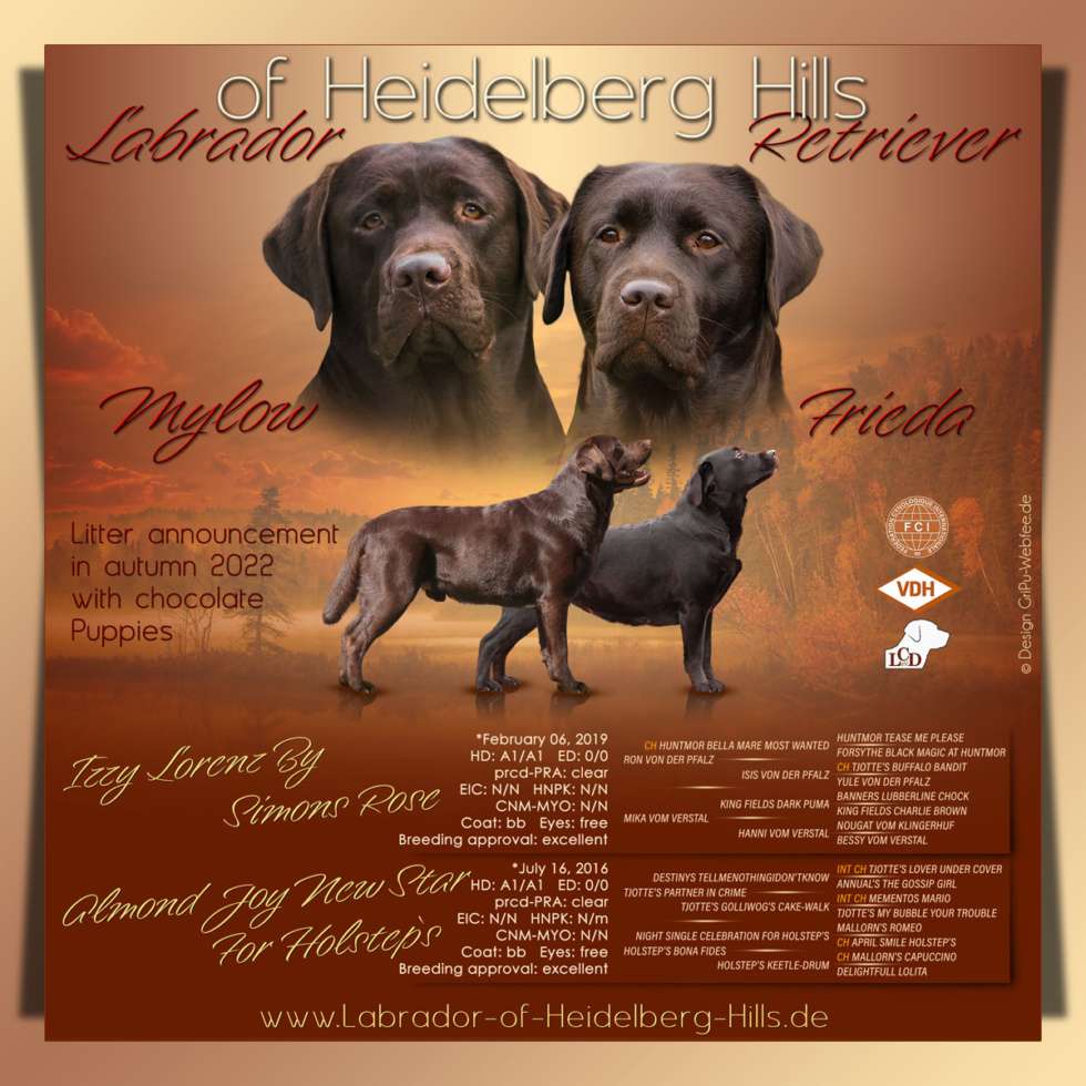 Collage für die Wurfankündigung Heidelberg Hills Labrador